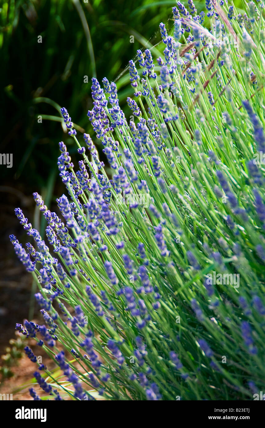 Lavender, Tuscany, Italy Stock Photo - Alamy