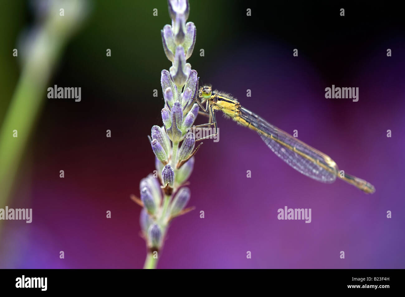 Enallagma cyathigerum. Female common blue damselfly on lavender Stock ...