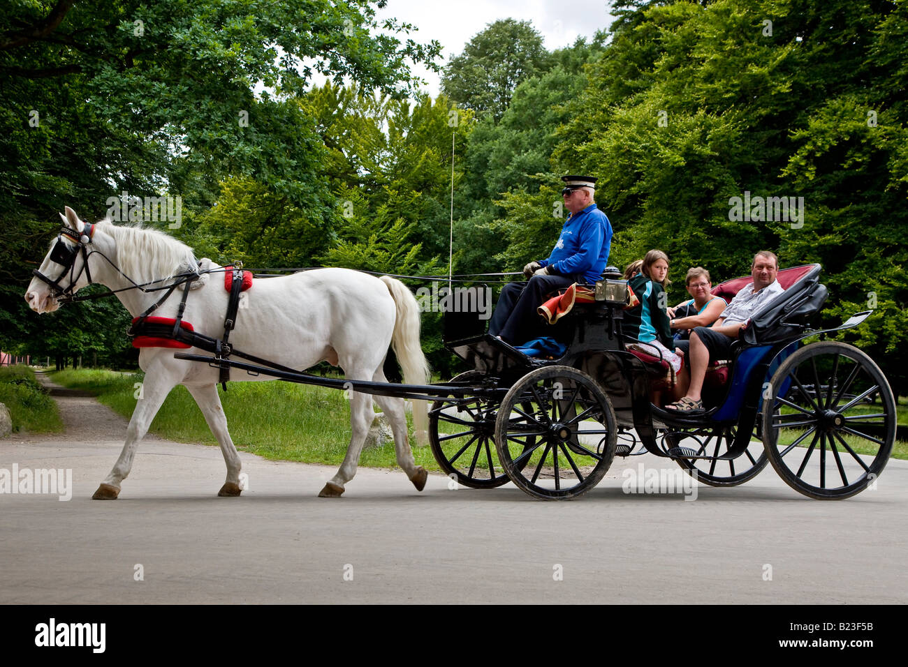 Sightseeing in a Hackney carriage in the danish park Dyrehaven Stock ...