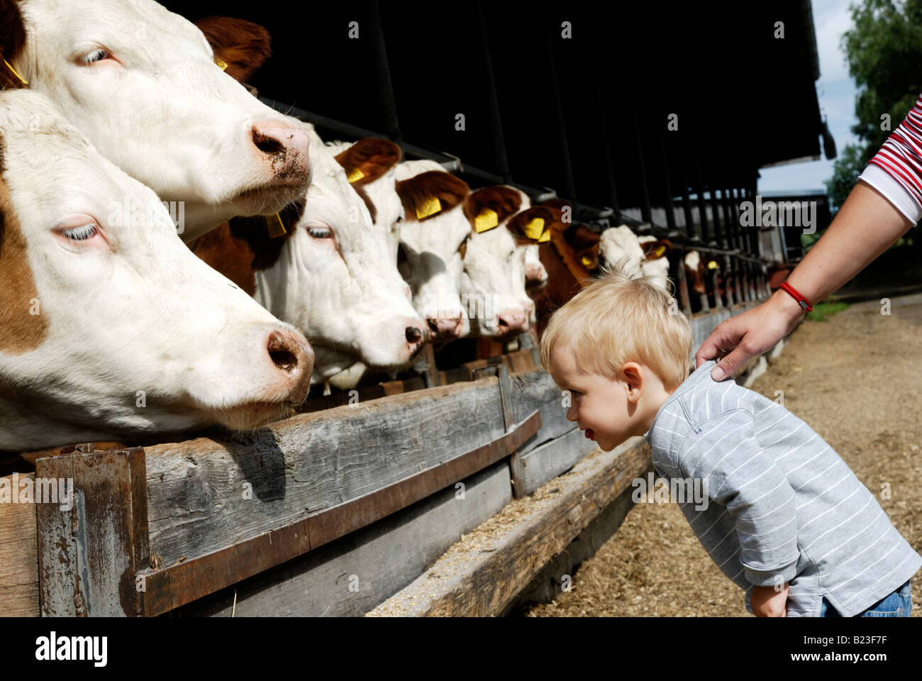 Baby blond boy two years feeding cow with mother Stock Photo - Alamy
