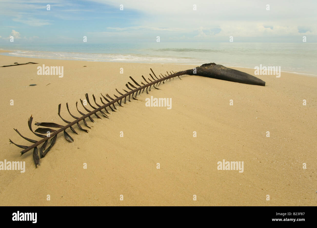The remains of a fallen palm frond on the beach at Similajau National ...