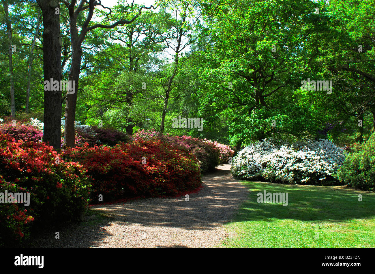 Azalea Isabella Plantation Richmond Park Surrey England Stock Photo - Alamy