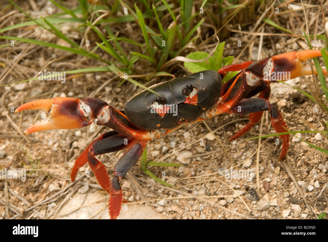 Black land crab hi-res stock photography and images - Alamy