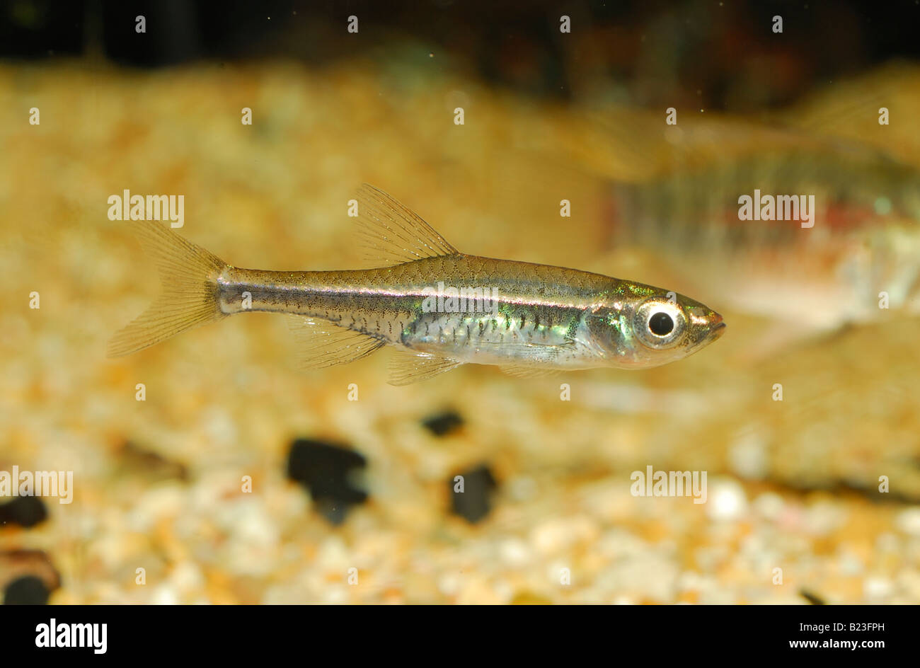 Rasbora pauciperforata, south east asia ciprinidae Stock Photo - Alamy