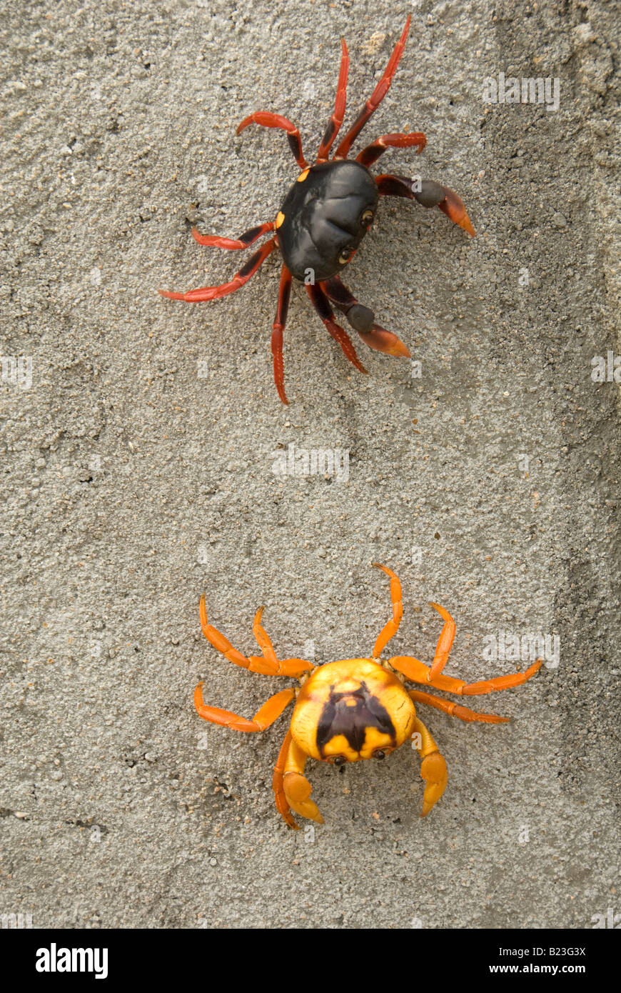 Gecarcinus ruricola – land crab, Cuba Stock Photo - Alamy