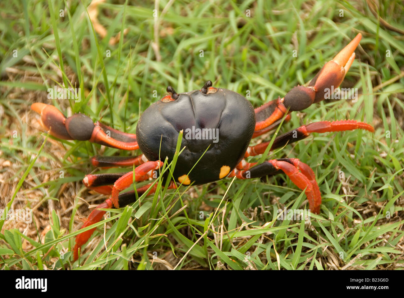 Gecarcinus ruricola – land crab, Cuba Stock Photo - Alamy
