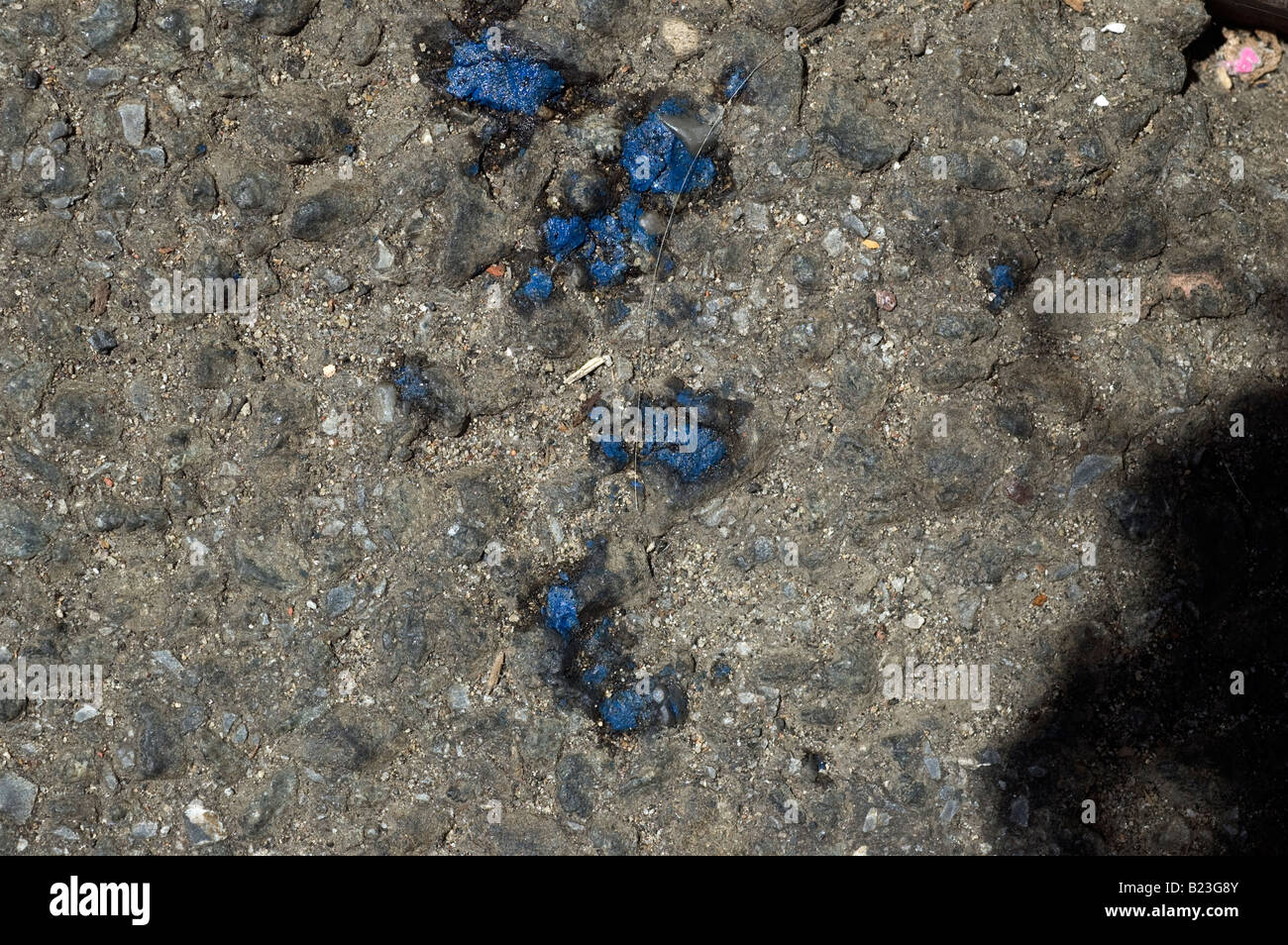 Close up of blue gum on conglomerate concrete street Stock Photo - Alamy
