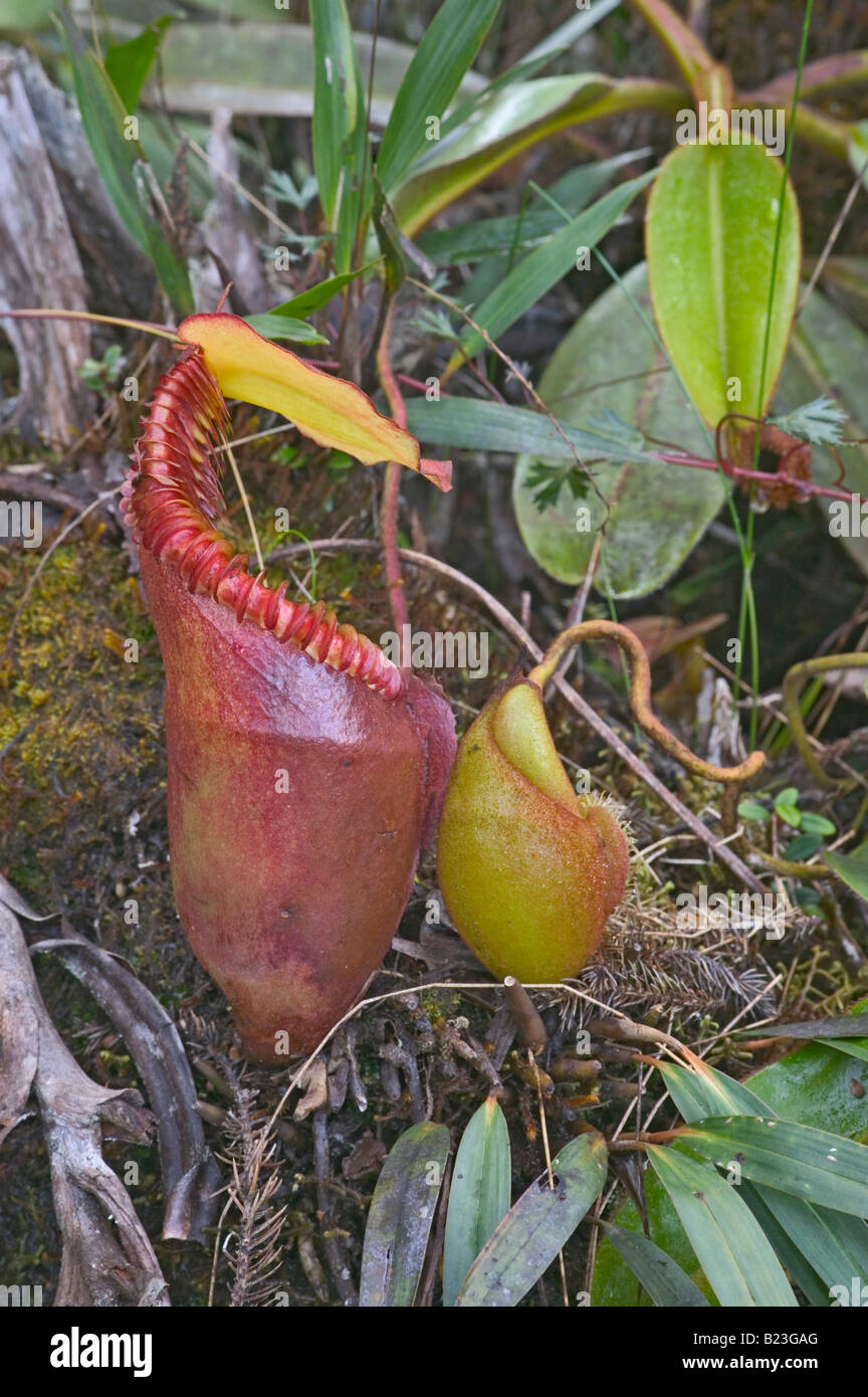 A pitcher plant Nepenthes kinabaluensis growing beside the summit trail ...