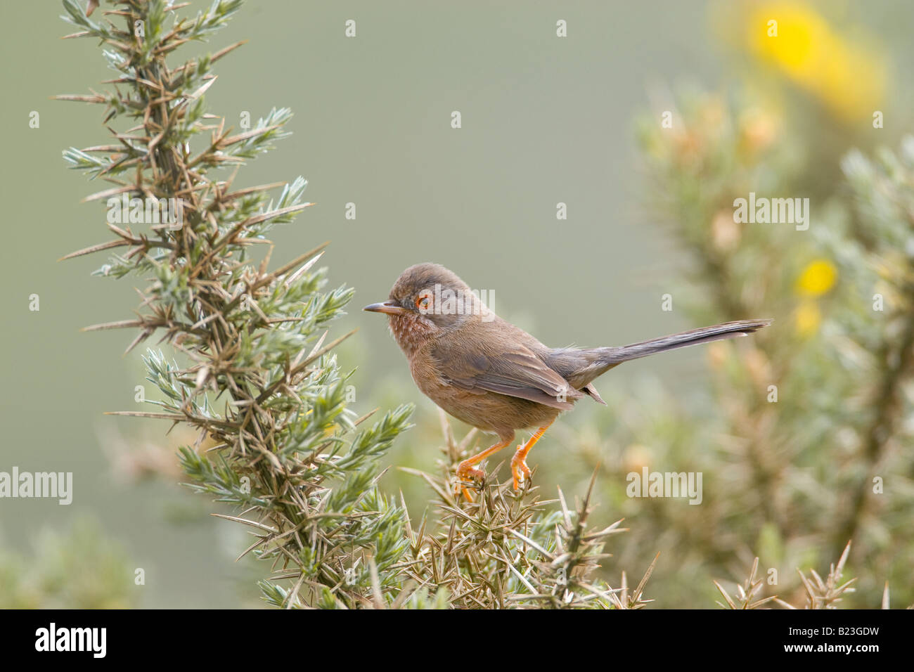 Gower birds hi-res stock photography and images - Alamy