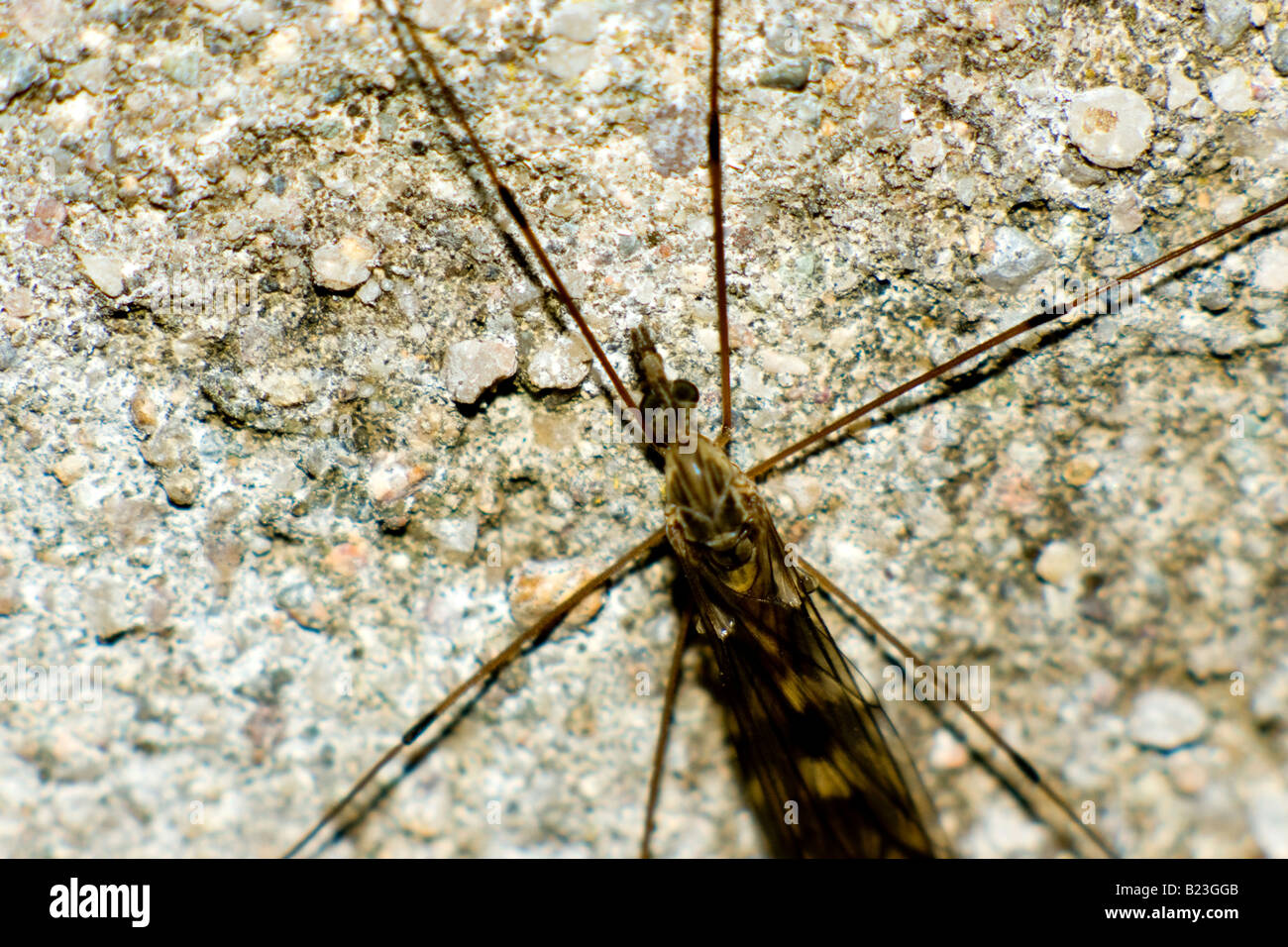 Fly on the wall hi-res stock photography and images - Alamy