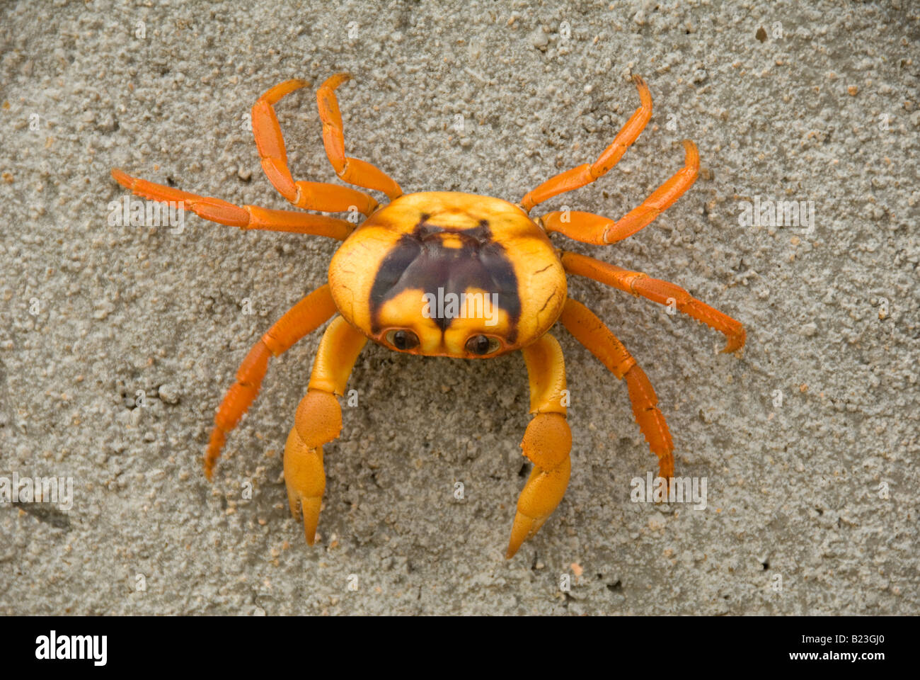 Gecarcinus ruricola – land crab, Cuba Stock Photo - Alamy