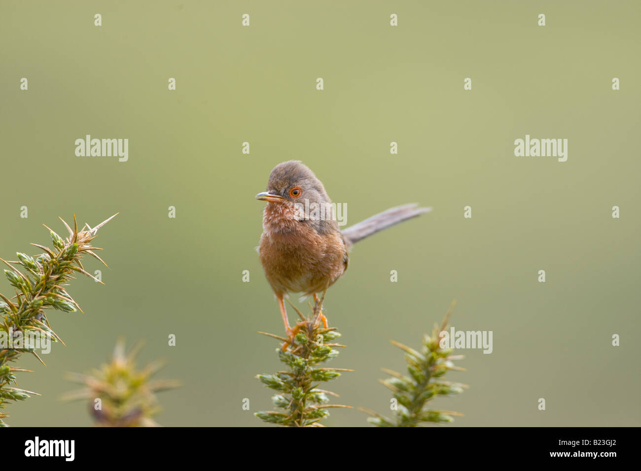 Gower birds hi-res stock photography and images - Alamy