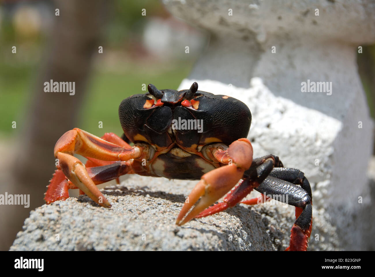 Gecarcinus ruricola – land crab, Cuba Stock Photo - Alamy