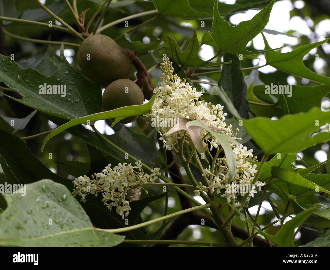 Kukui Tree High Resolution Stock Photography and Images - Alamy