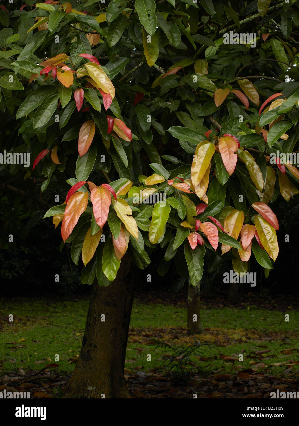 Orange tulip tree hi-res stock photography and images - Alamy