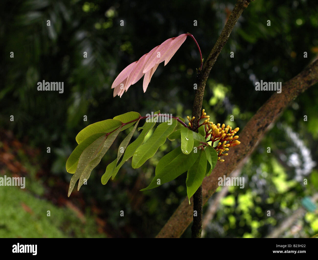 Sorrowless Tree High Resolution Stock Photography and Images - Alamy