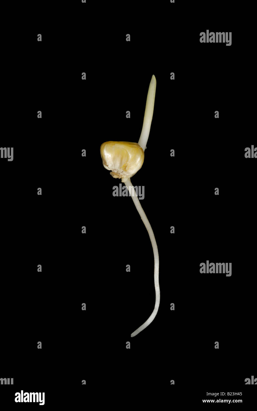 Coleoptile hi-res stock photography and images - Alamy