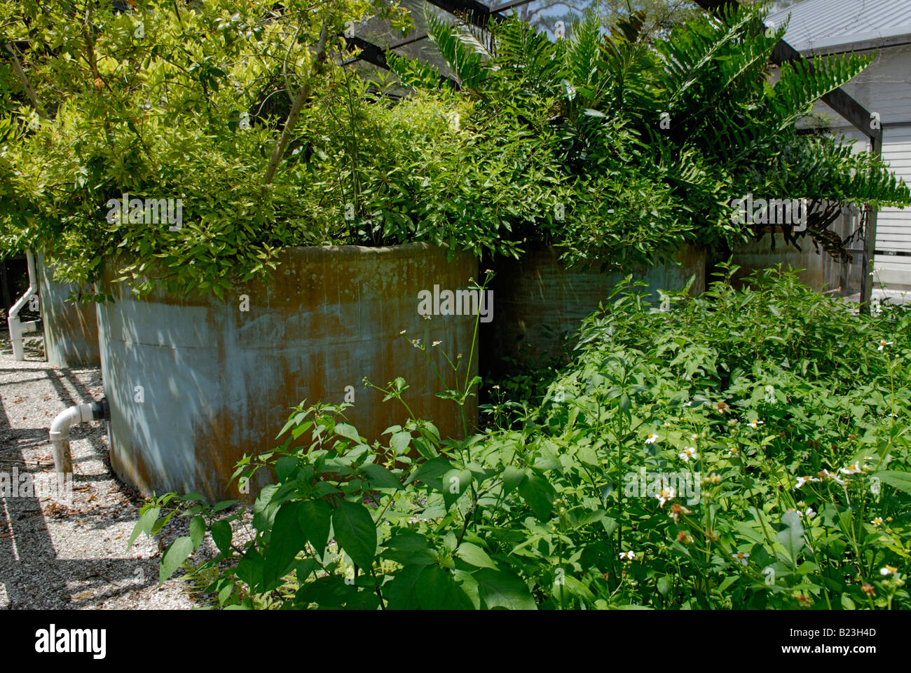 "Living Machine" natural wastewater treatment, Corkscrew Swamp Audubon ...