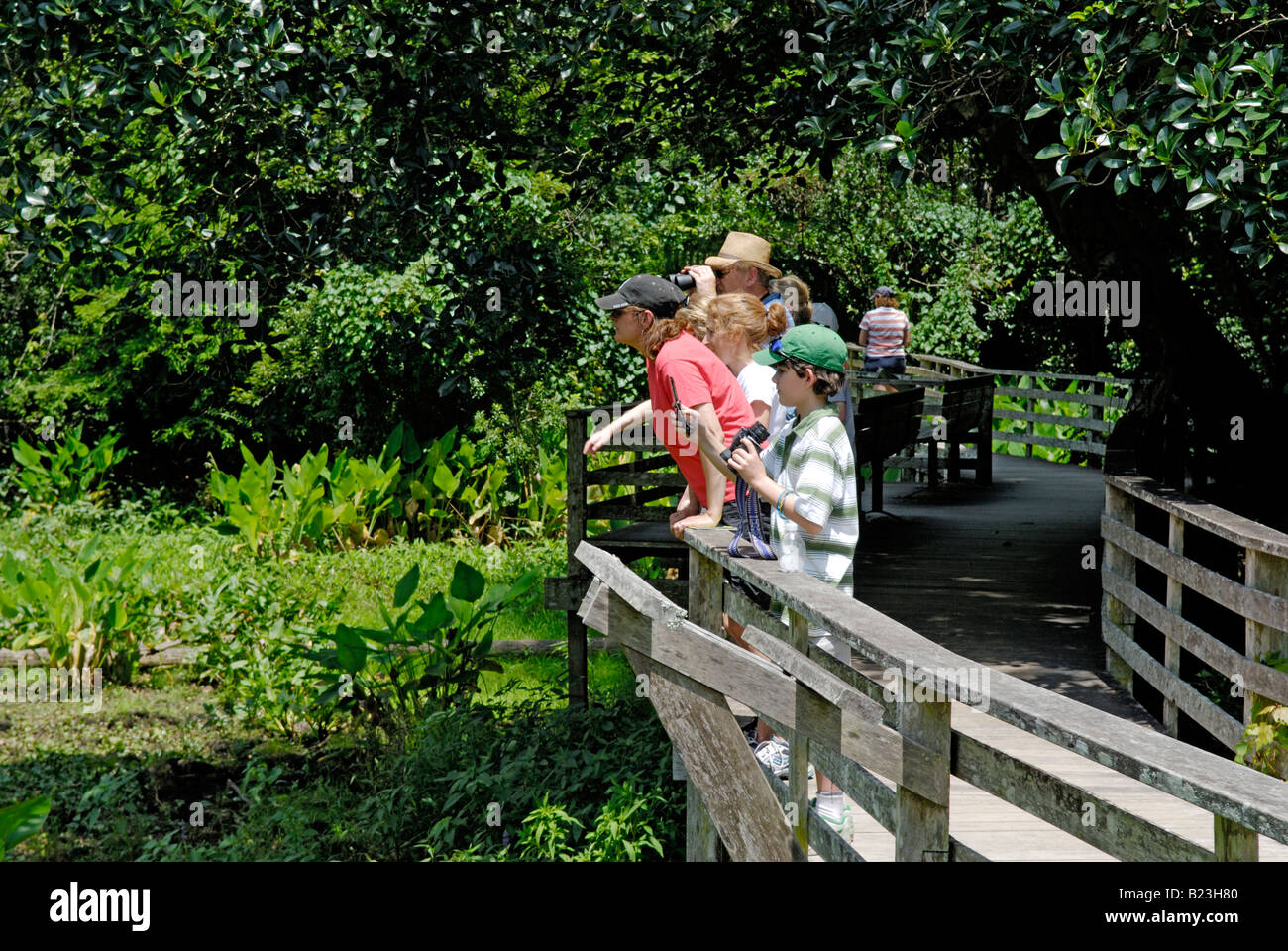 People watching and photographing alligators from a nature trail ...