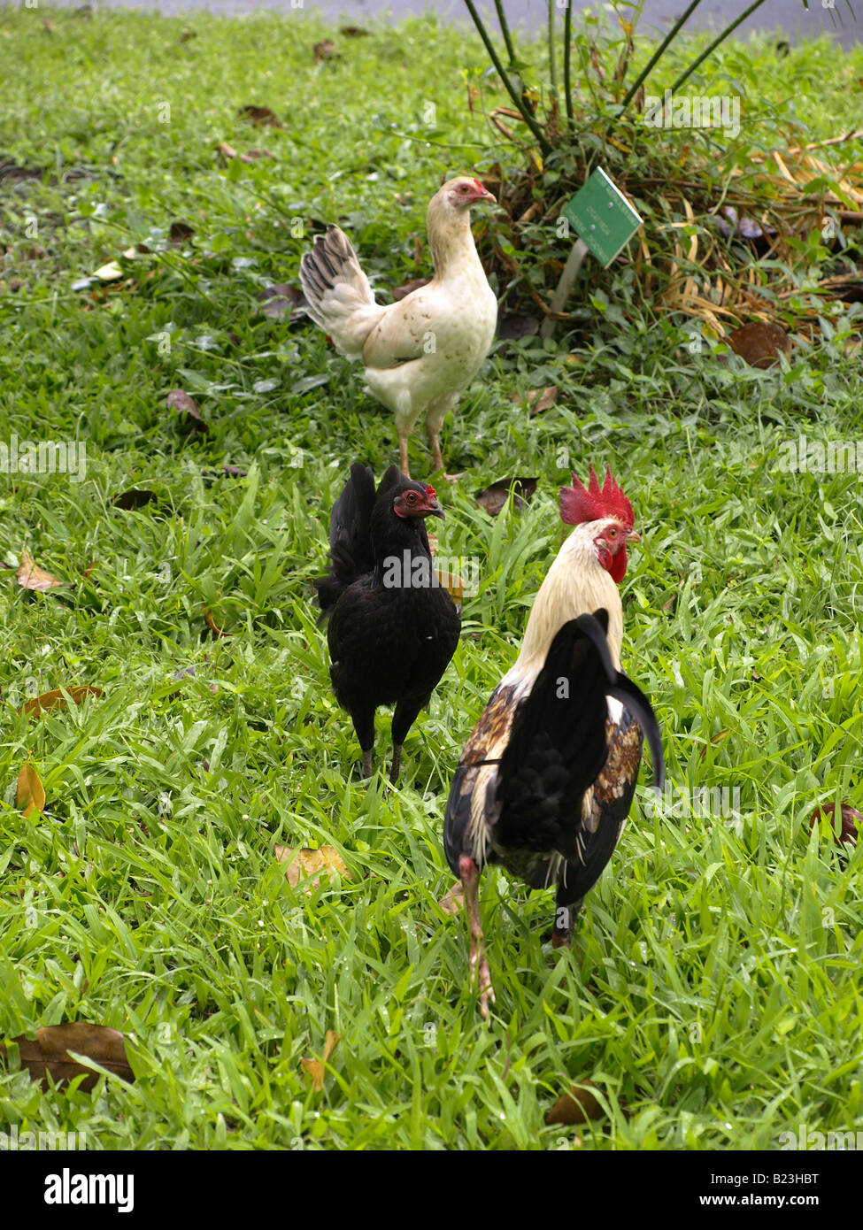 Black rooster hi-res stock photography and images - Alamy