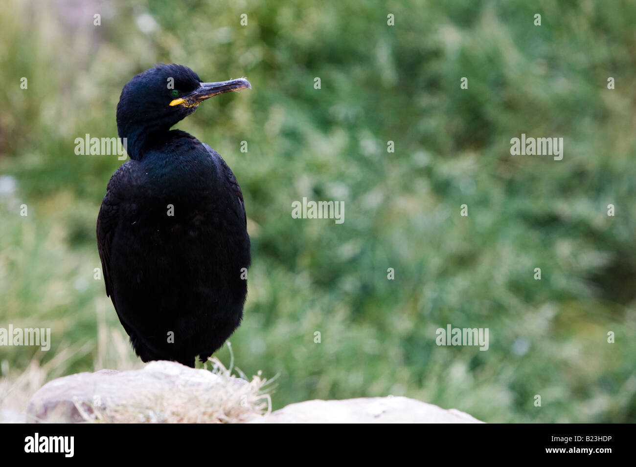 Shag Phalacrocoracidae Cormorant on a rock Stock Photo - Alamy