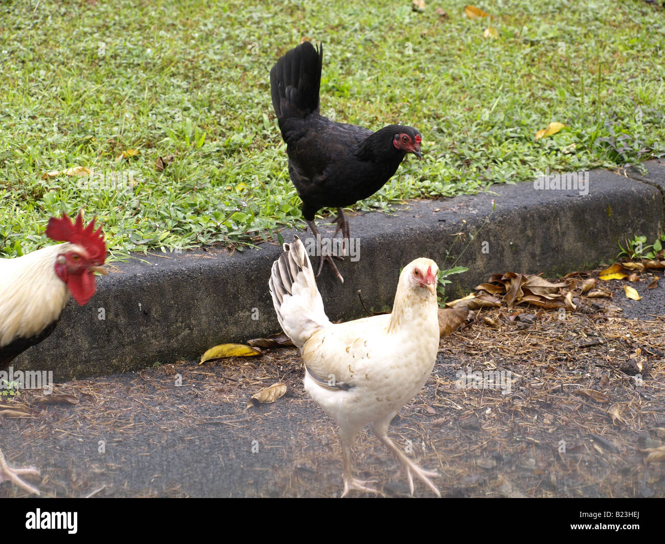 Feral chickens hi-res stock photography and images - Alamy