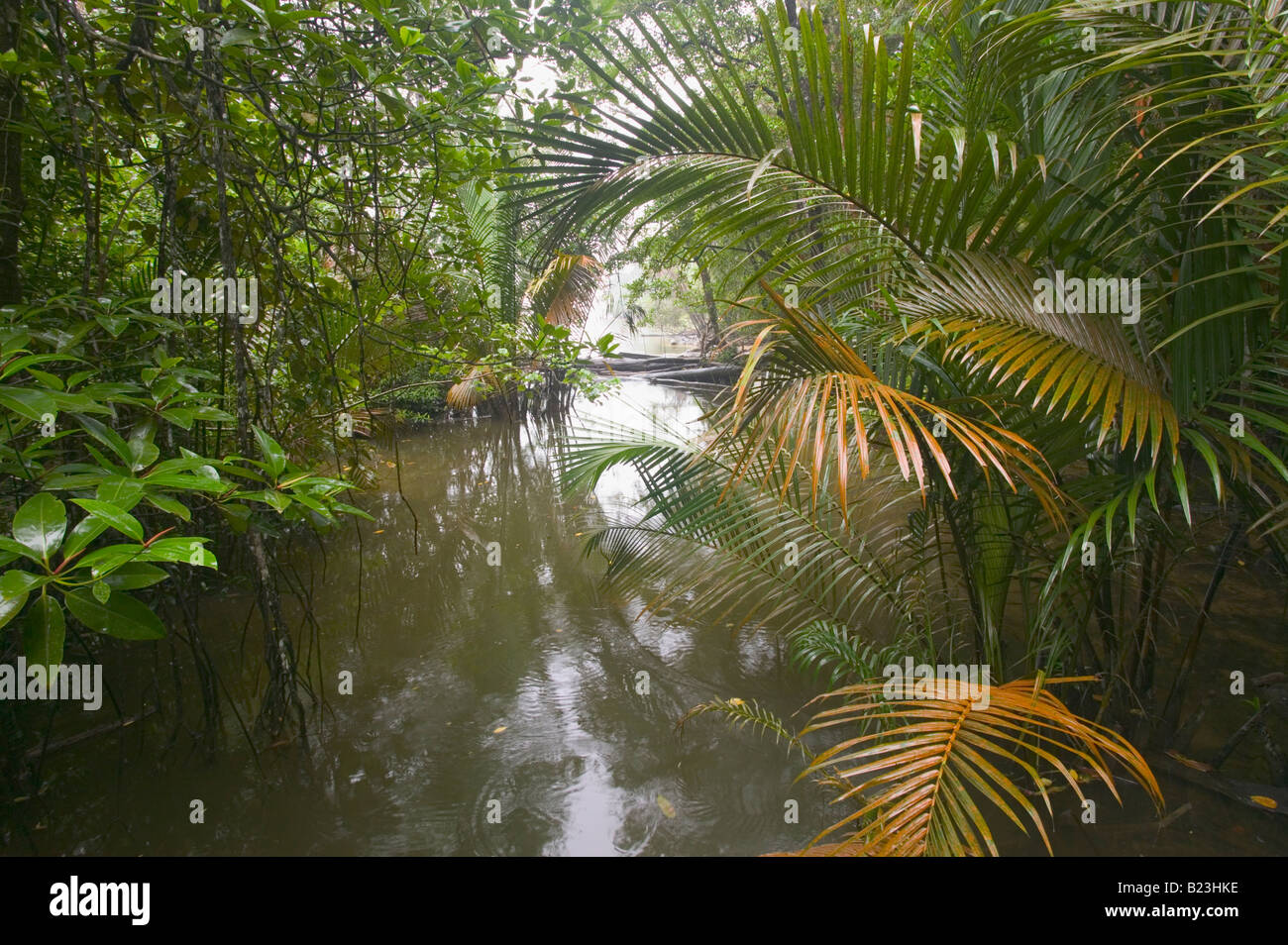 Mangroves palms forest close to the seashore Similajau National Park ...