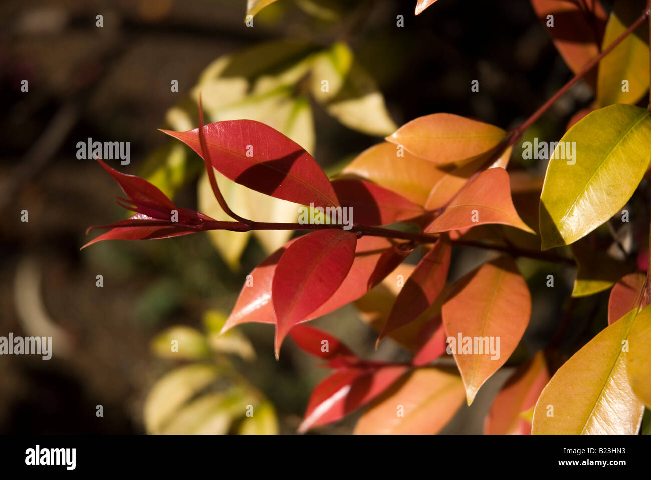 Scrub Cherry Tree (Syzygium Paniculatum Stock Photo - Alamy