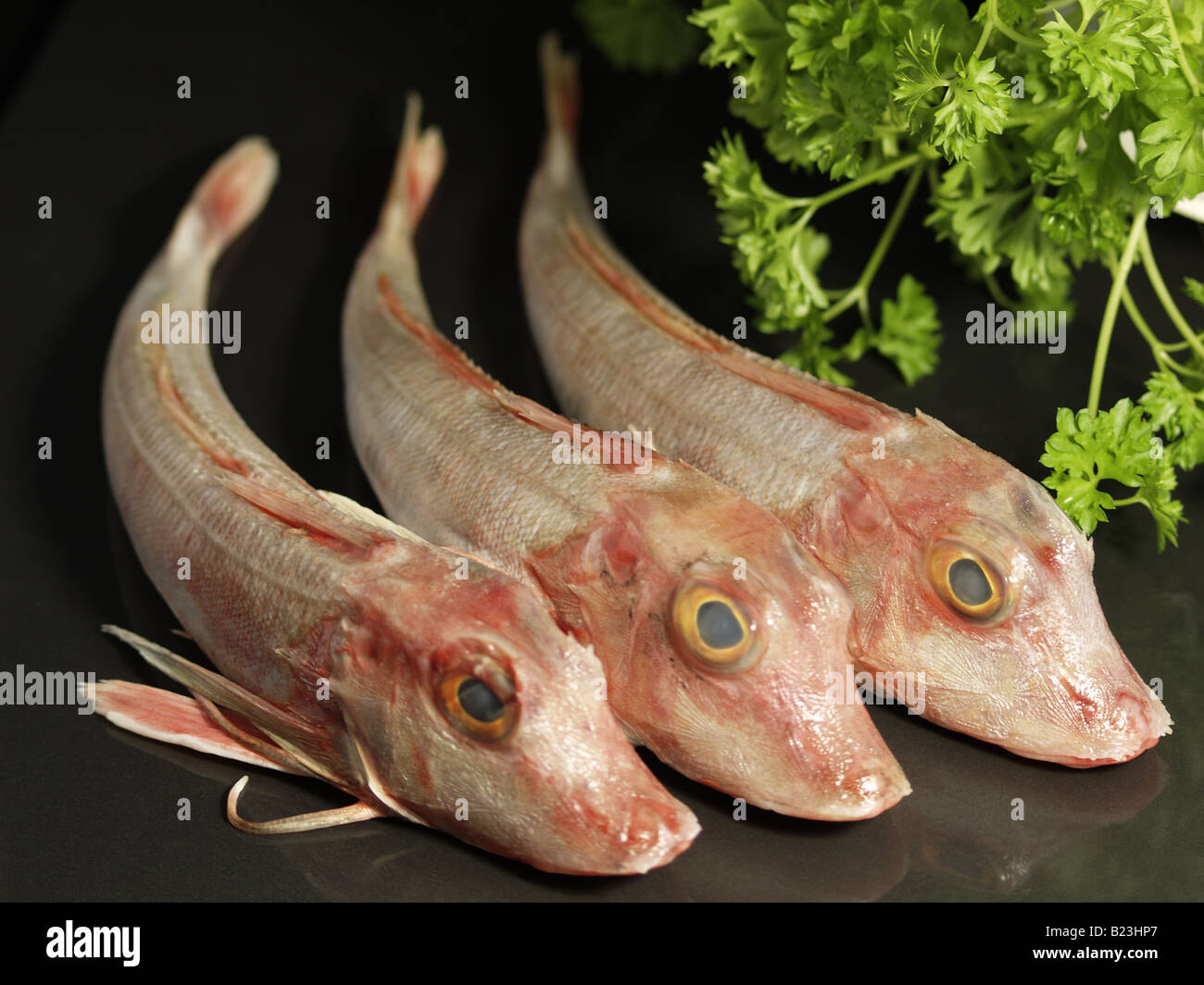 Three fresh, raw, red gurnard fish arranged next to parsley on a black ...