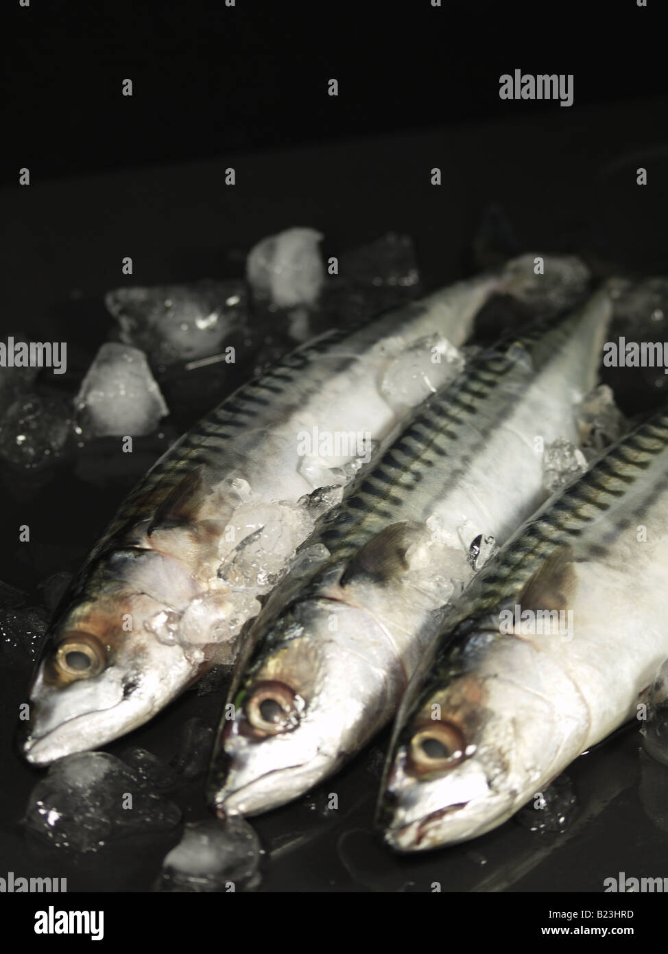 Three mackerel and ice cubes laying on a black reflective surface Stock ...