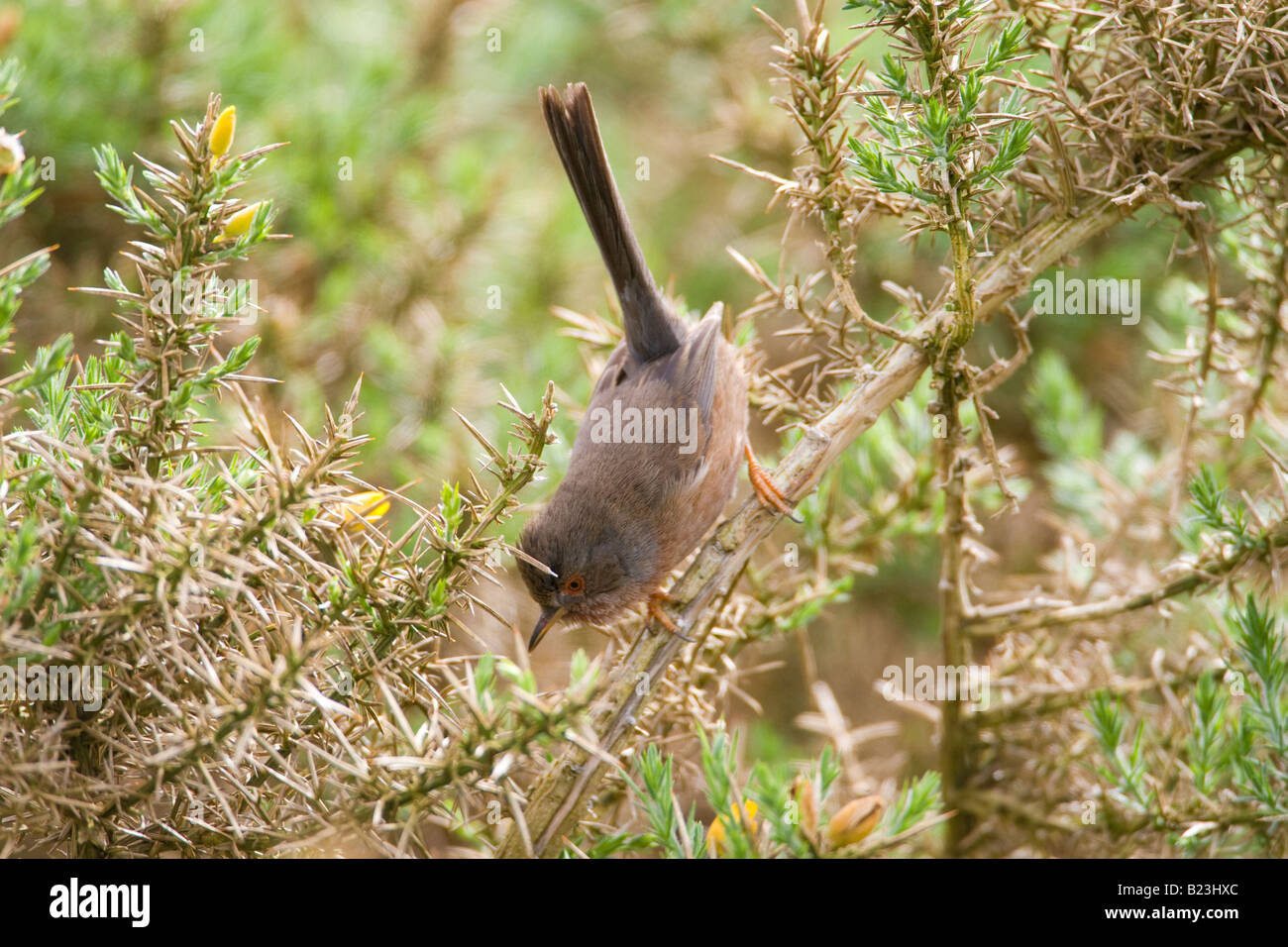 Gower wildlife hi-res stock photography and images - Alamy