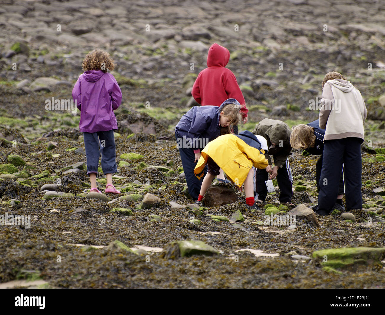 A group of children searching along the seashore at low tide Stock ...