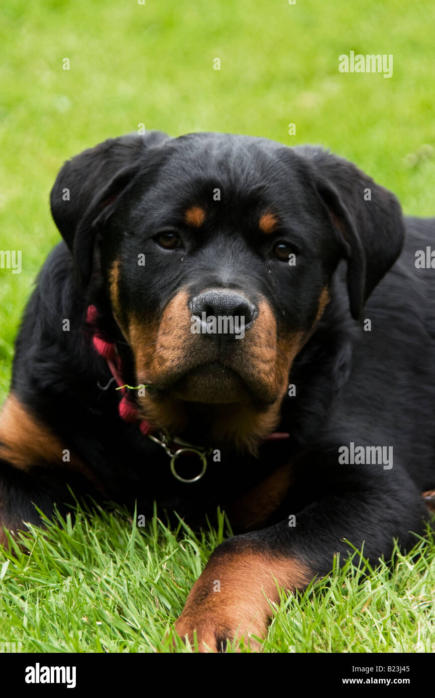 Cropped rottweiler hi-res stock photography and images - Alamy