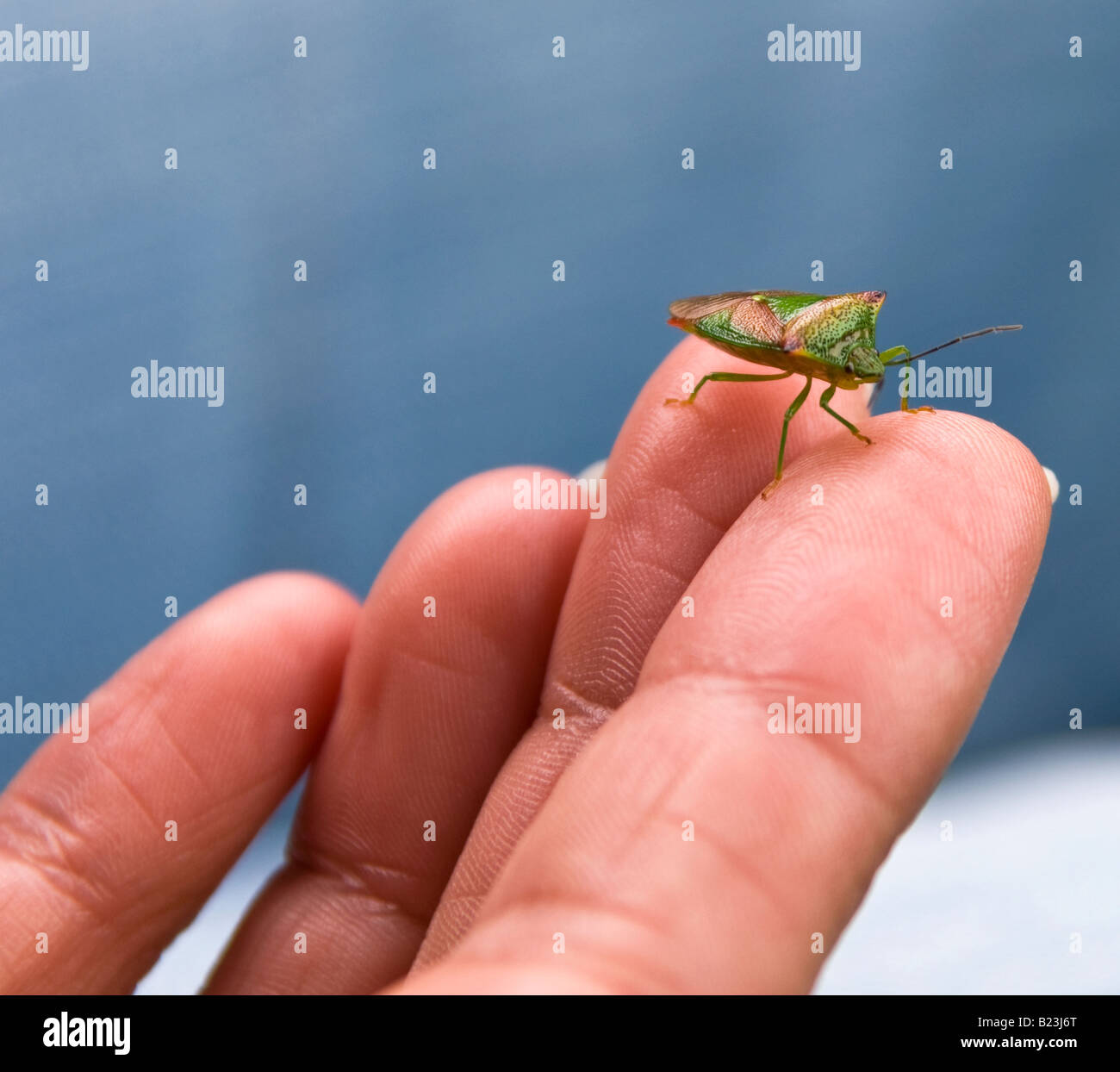 Shield bug crawling on fingers Stock Photo - Alamy