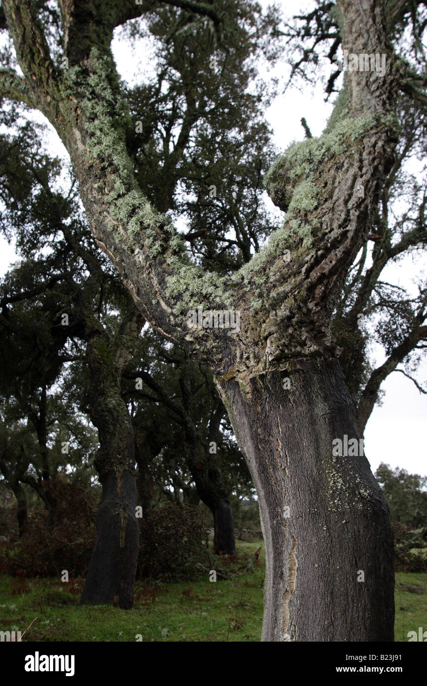 Medium sized evergreen tree hi-res stock photography and images - Alamy