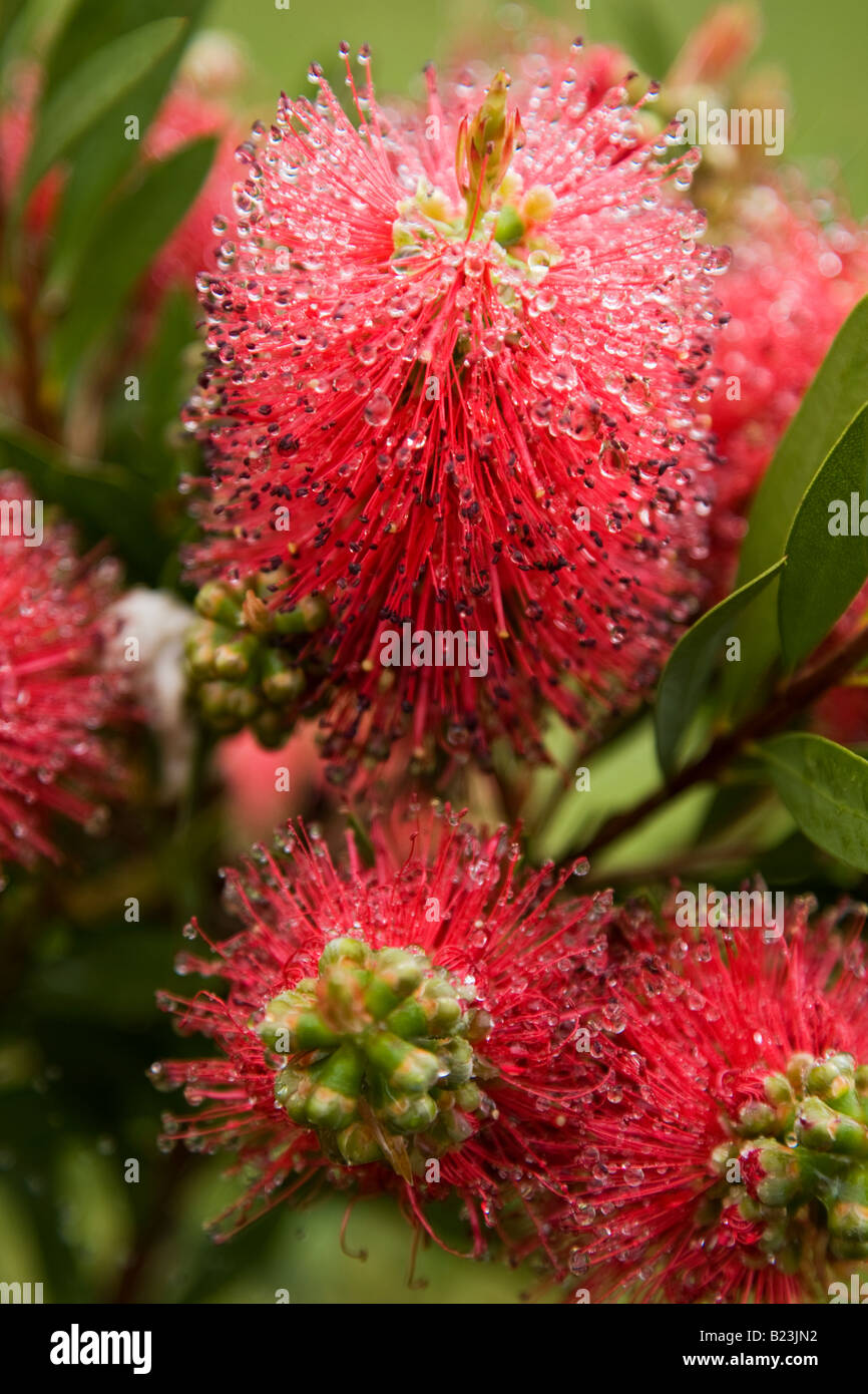 Red bottle brush plants hi-res stock photography and images - Alamy