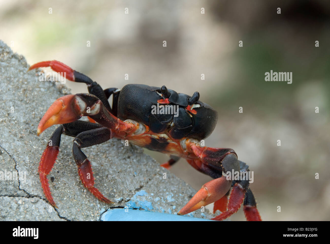 Gecarcinus ruricola – land crab, Cuba Stock Photo - Alamy