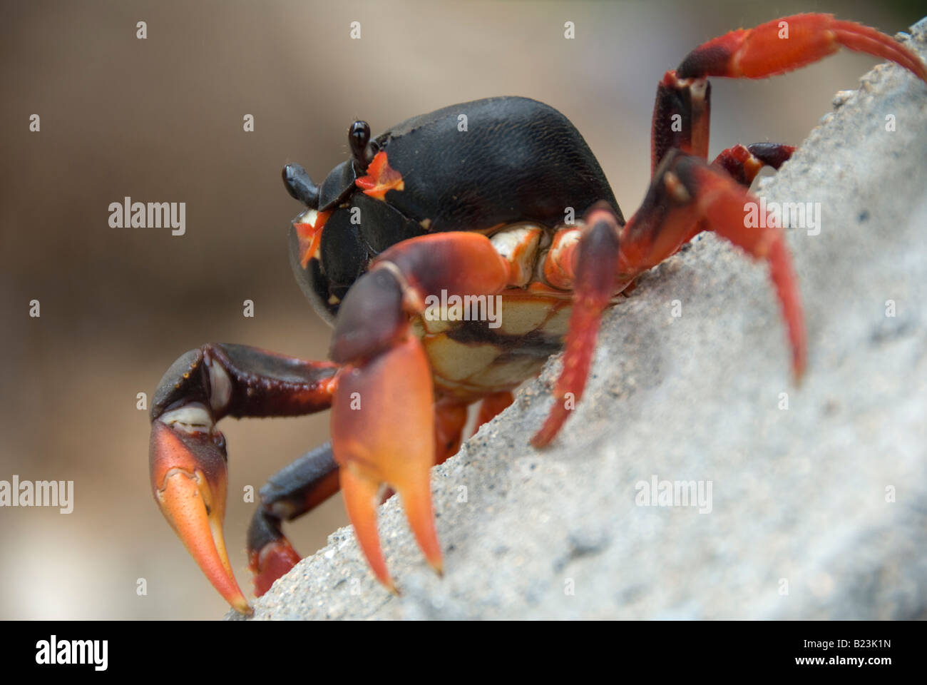 Gecarcinus ruricola – land crab, Cuba Stock Photo - Alamy