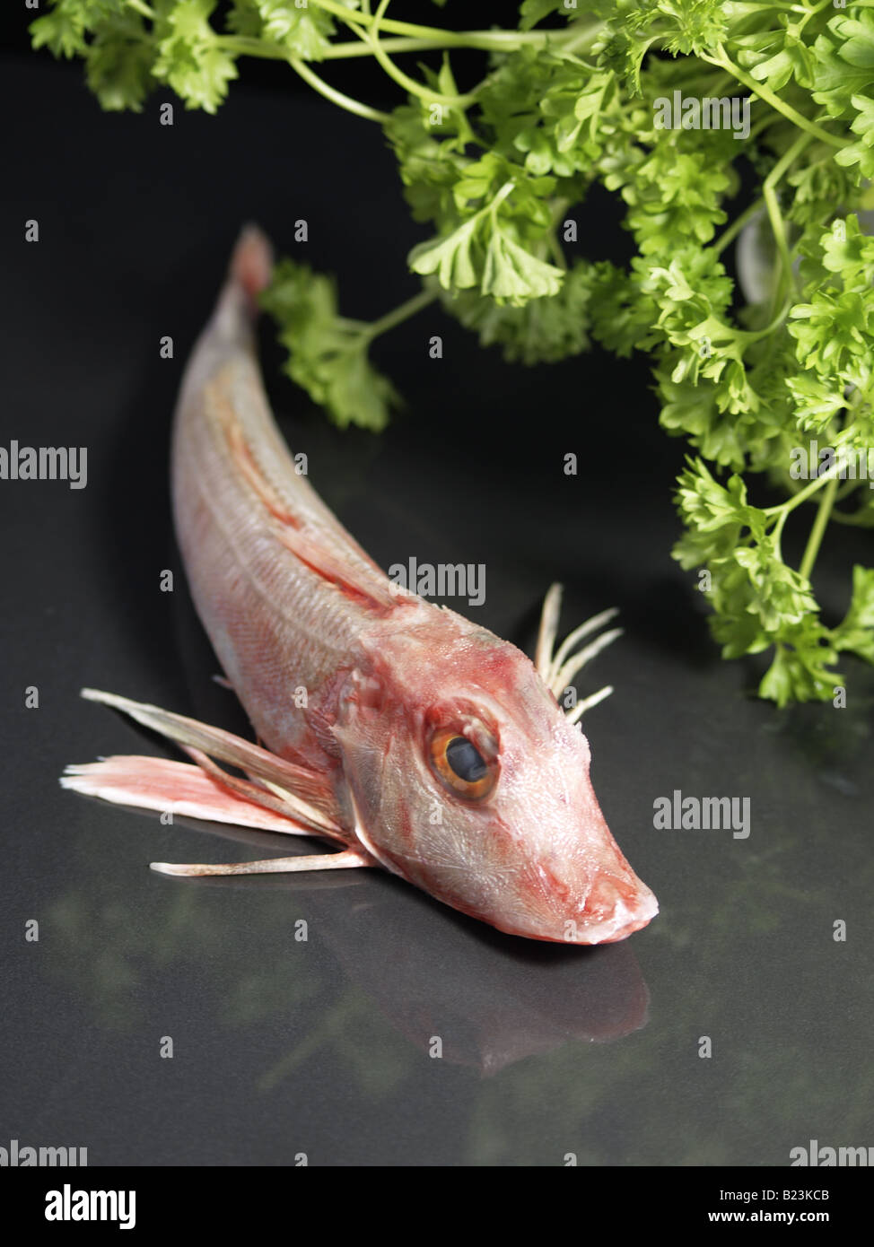 A fresh, raw, red gurnard fish arranged next to parsley on a black ...