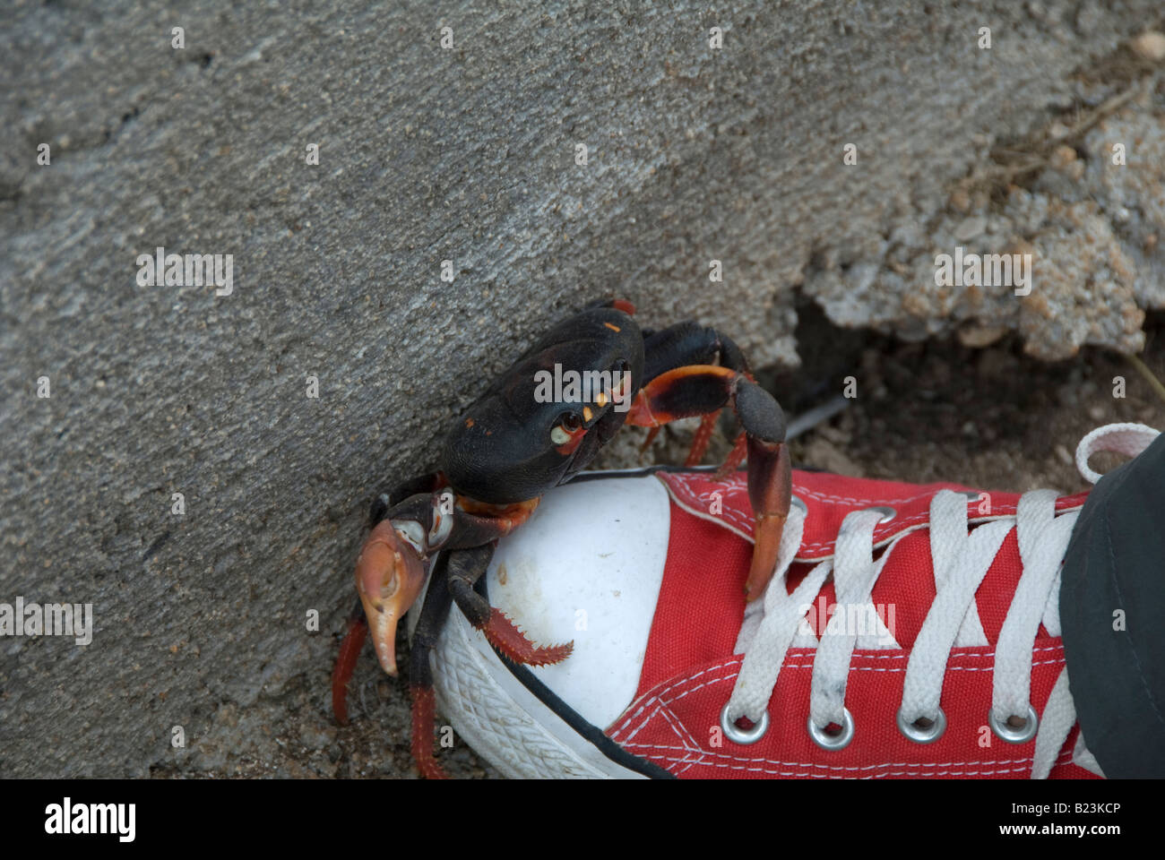 Gecarcinus ruricola – land crab, Cuba Stock Photo - Alamy