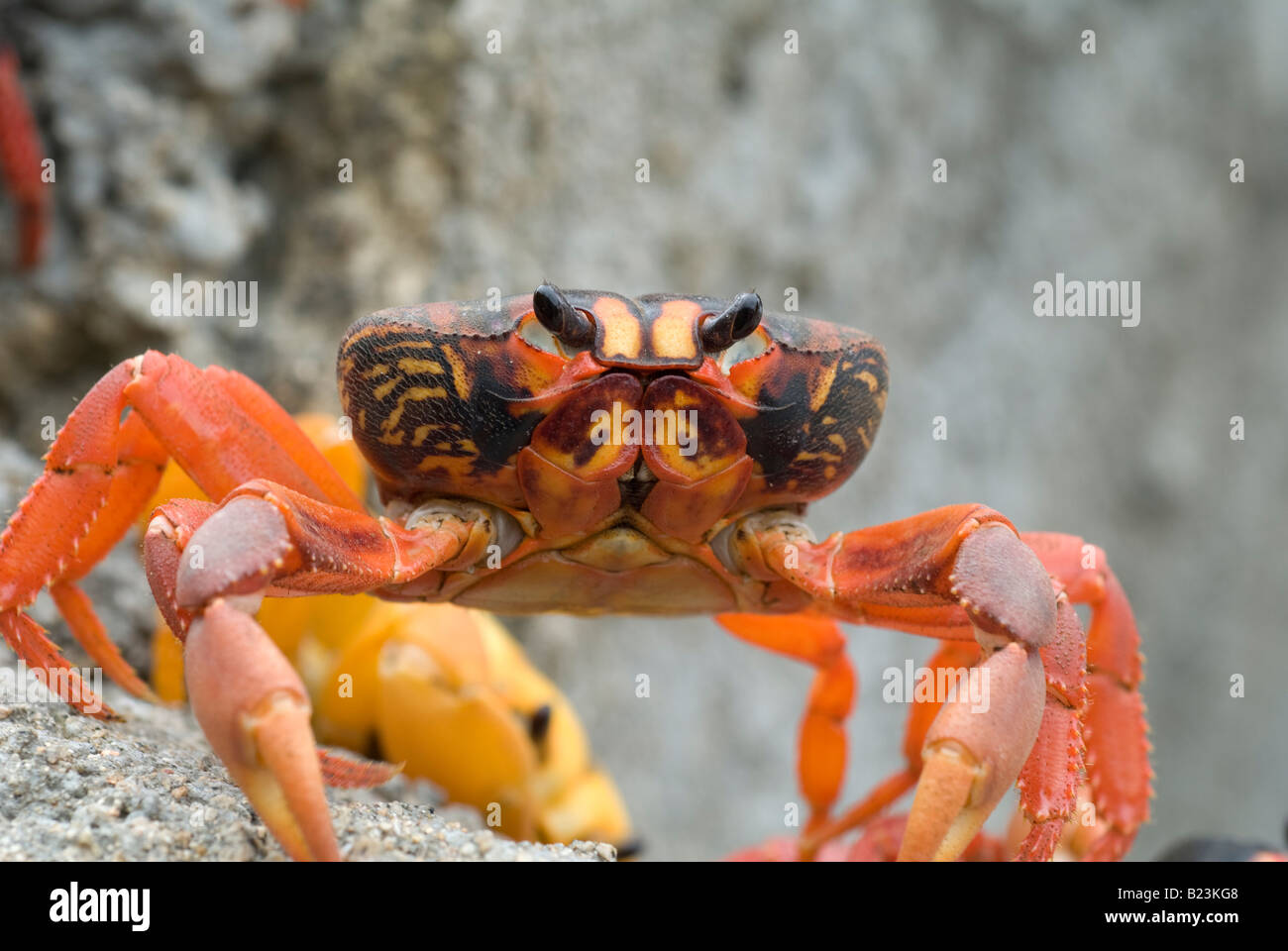 Gecarcinus ruricola – land crab, Cuba Stock Photo - Alamy