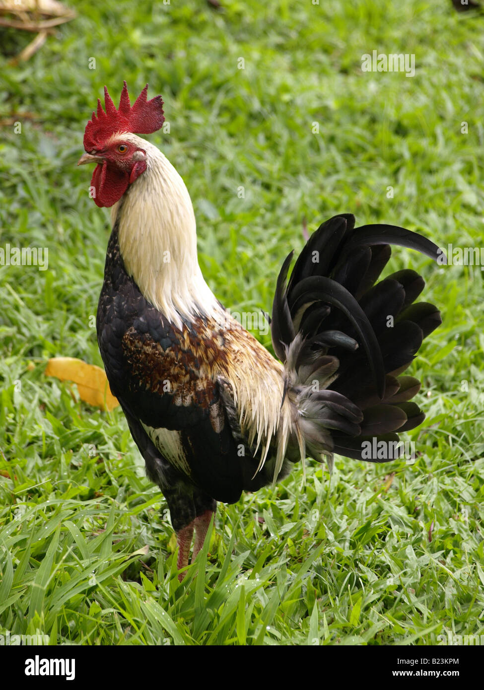 Red chickens hi-res stock photography and images - Alamy