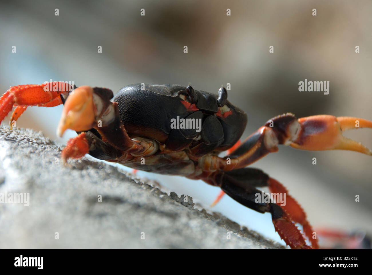 Gecarcinus ruricola – land crab, Cuba Stock Photo - Alamy