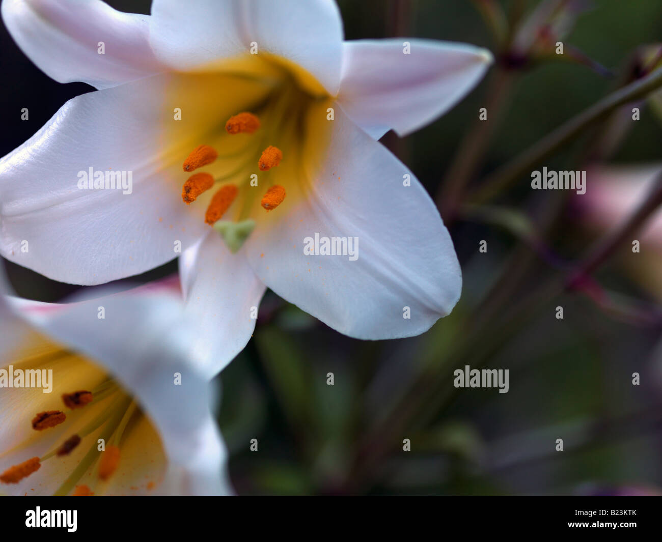 Lilly pedals hi-res stock photography and images - Alamy