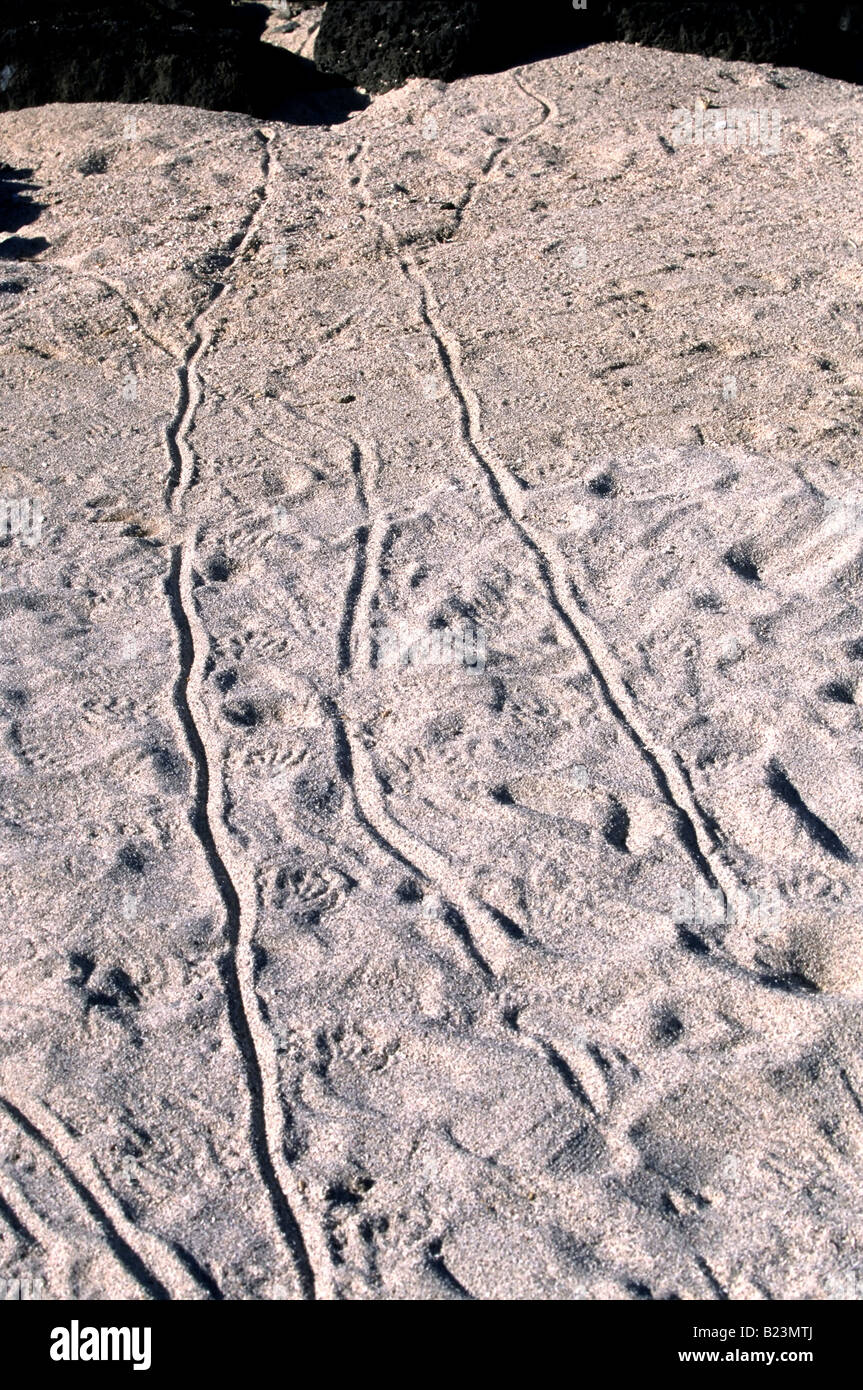 Tracks that an iguana has left in the sand of Lobos Wolf Island in the ...