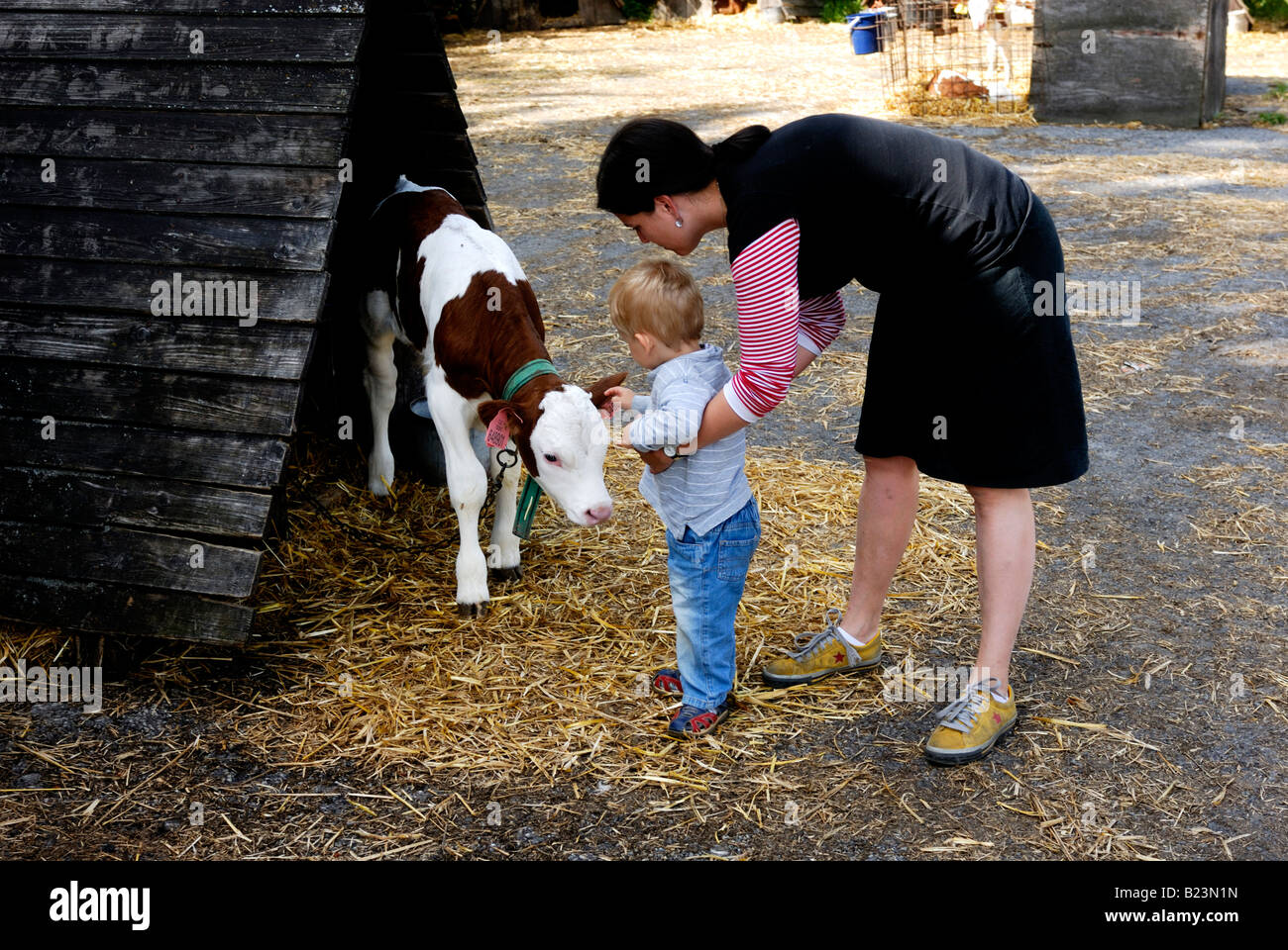 Baby blond boy two years feeding cow with mother Stock Photo - Alamy