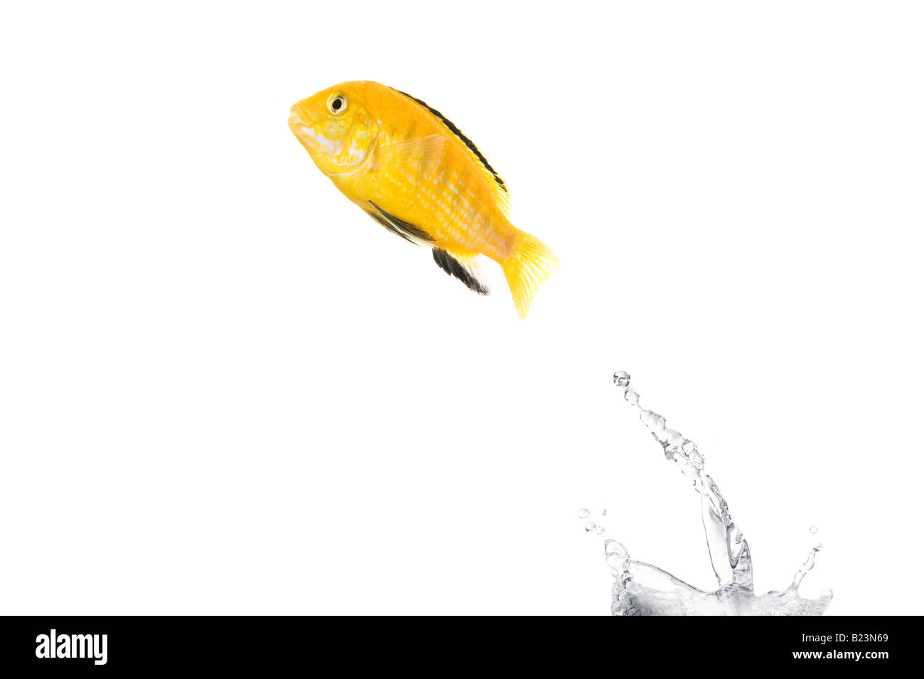 Yellow fish is jumping out of the water Full isolated studio picture ...