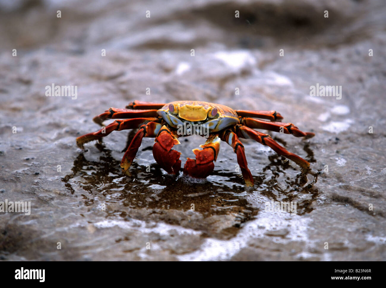 A Sally Lightfoot or red lava crab Grapsus grapsus Stock Photo - Alamy