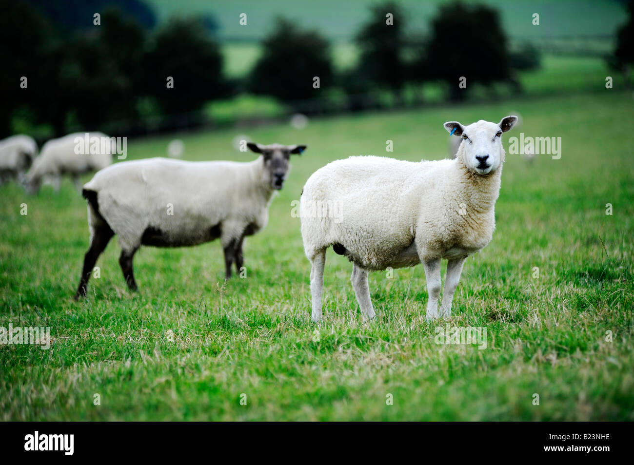 sheep in field Stock Photo - Alamy