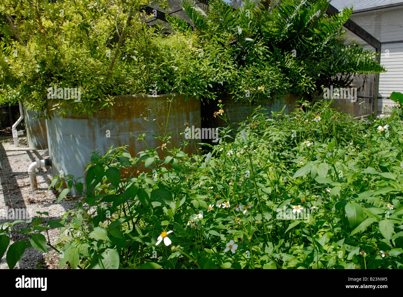 "Living Machine" natural wastewater treatment, Corkscrew Swamp Audubon ...